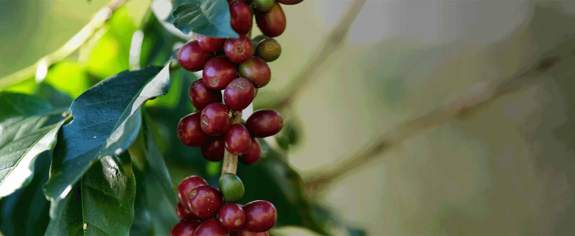 Get Vietnam Roasted Coffee beans at Best Price Dubai – The Caphe Vietnam